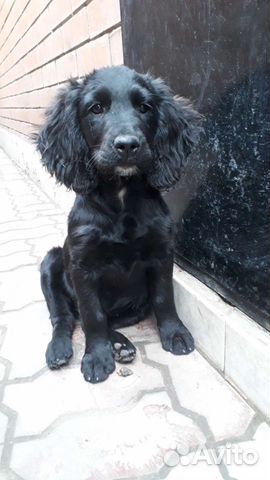 Щенок руского спаниэля