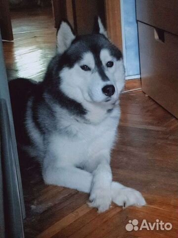 Сибирский хаски