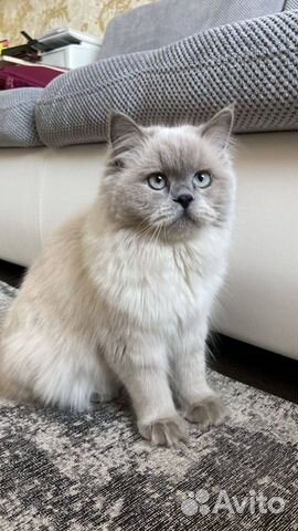 Шотландская прямоухая кошка