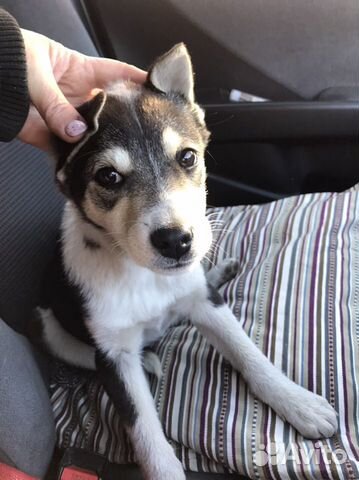 Щенок девочка 2 мес