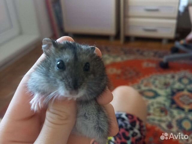 Животные грызуны