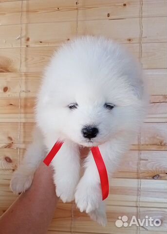 Самоедские детки