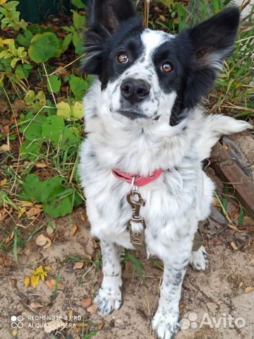 Щенок Линда ищет семью