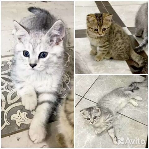 Котята окрас вискас шотландские фенотип