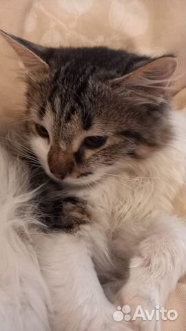 Котенок 4месяца