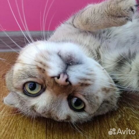 Котик Филя в добрые руки