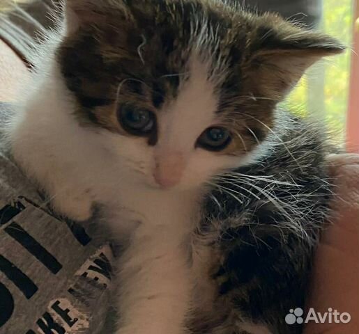 Милый котенок мальчик