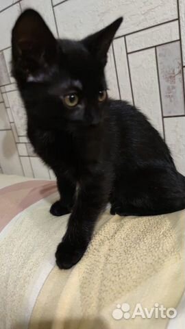 Котёнок в добрые руки бесплатно