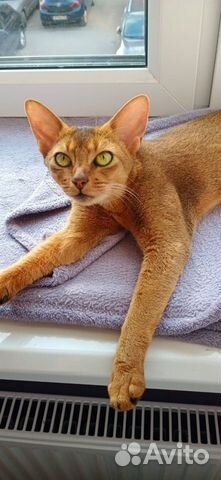 Абиссинская