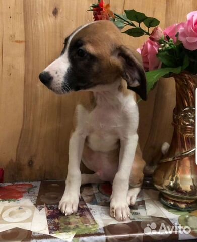 Малыши в дар