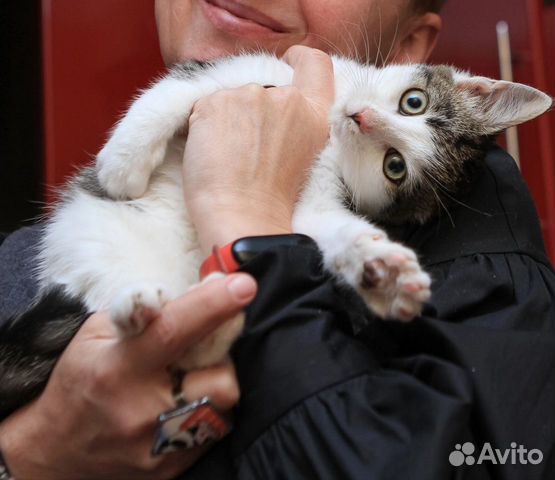 Милейший котёнок мальчик