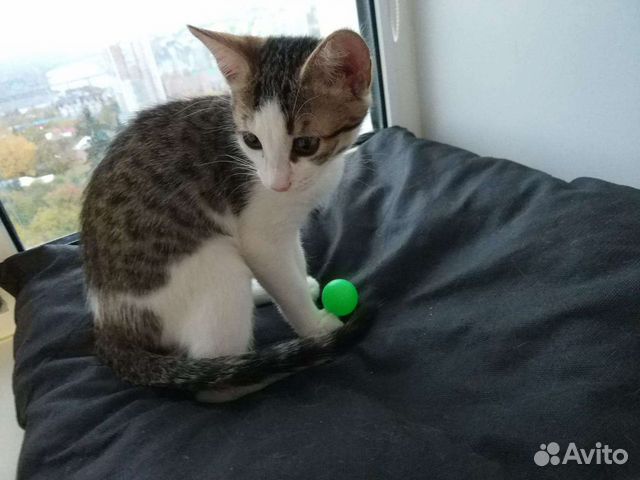Кошка