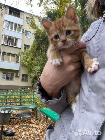 Котеночек бесплатно