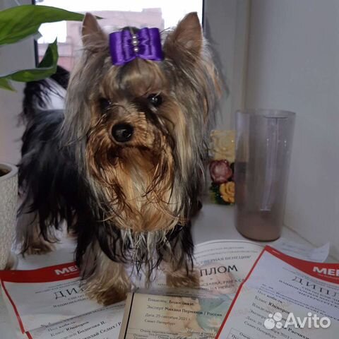 Йоркширский терьер