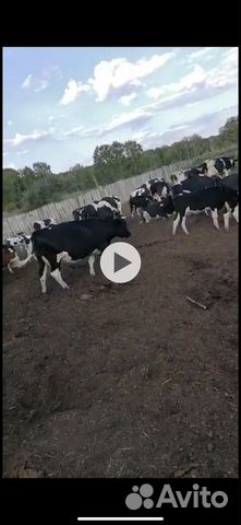 Крупно рогатый скот, овечки, лошади