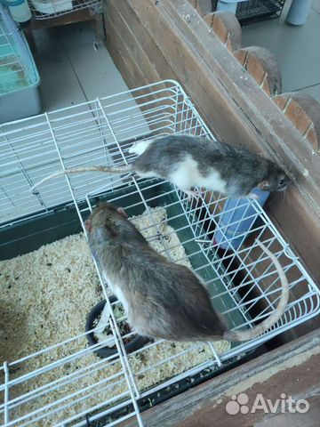 Отдадим крыс