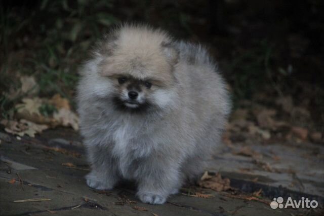 Девочка померанского шпица. крем-соболь
