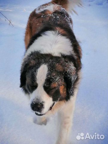 Помошник по уходу за собаками
