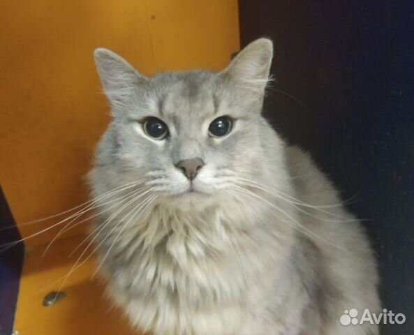 Красавец Ди-Ди