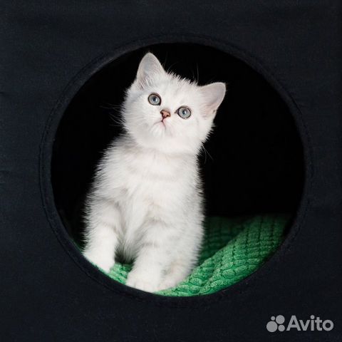 Шотландский котенок шоу класса