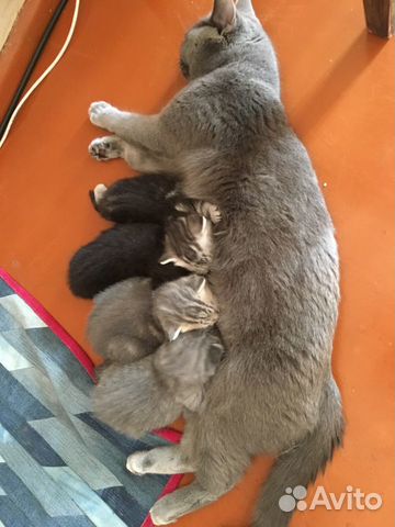 Британские котята