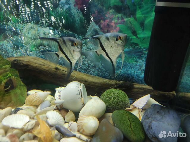 Аквариумные рыбки