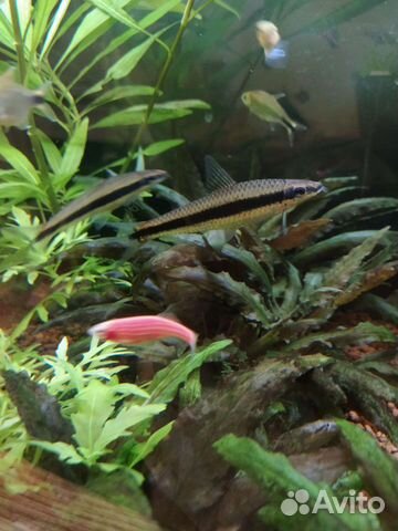 Сиамский водорослеед