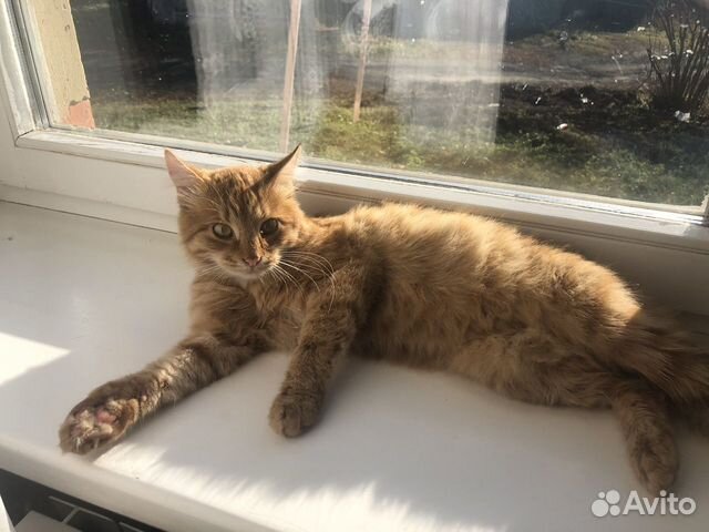 Кот рыжик