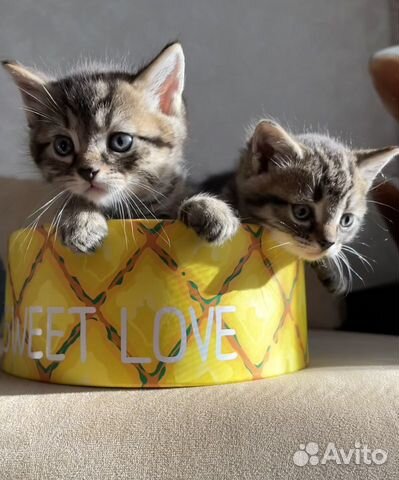 Котята от домашней красивой крупной кошки (помесь
