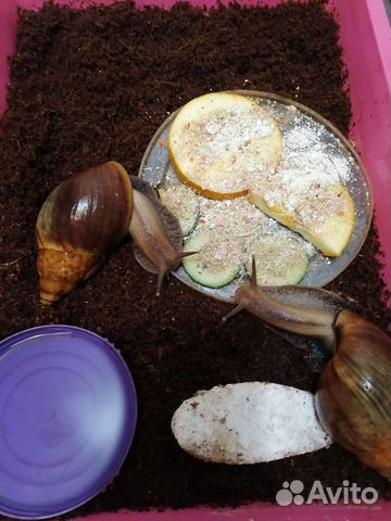 Отдадим в добрые руки улиток ахатин