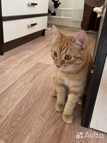 Котенок