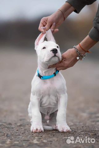 Собаки щенки породистые