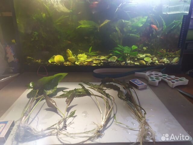 Водоросли для аквариума