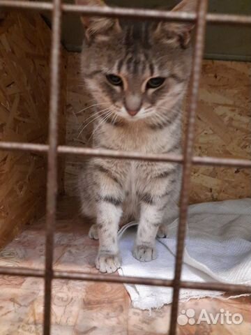 Ищу для котика самые добрые ручки