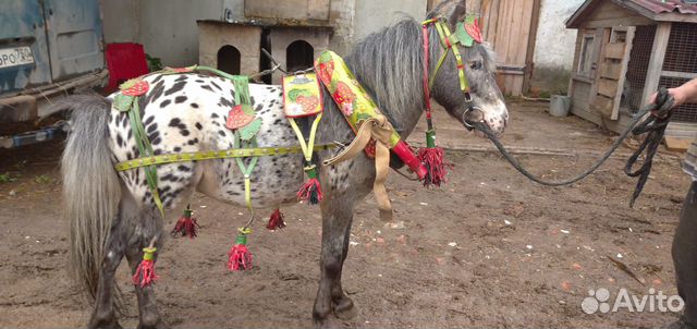 Дуговая упряж на пони
