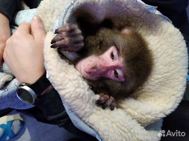 Ручная Обезьяна