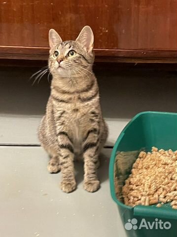 Котенок 5 мес мальчик полосатый