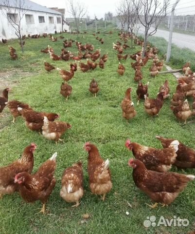 Курица молодка