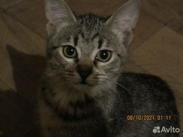 Чудесная банда ищет дом