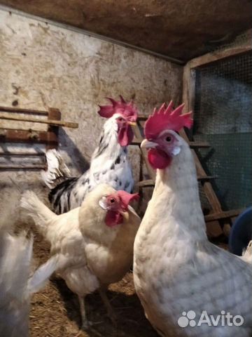 Ия Леггорн, Автралорп и др