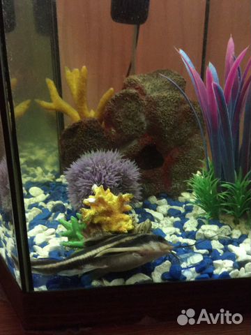 Аквариумный сом