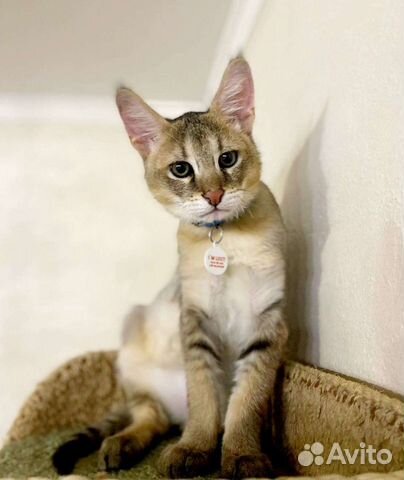 Кошки чаузи ф1