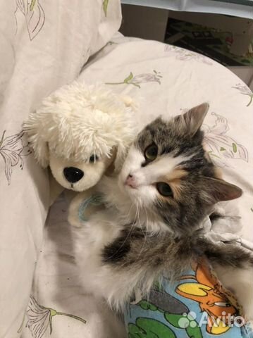 Супер ласковая кошка ищет дом