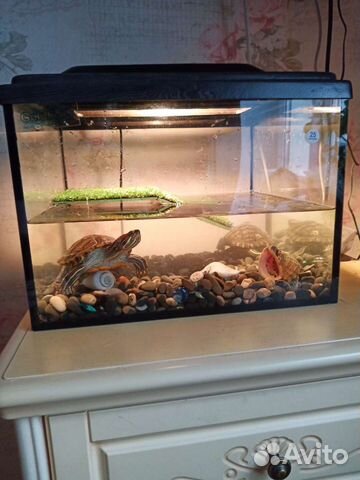 Две красноухих черепахи, вместе с аквариумом и кор