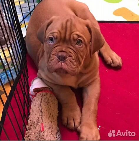 Бордоский дог, девочка Юна