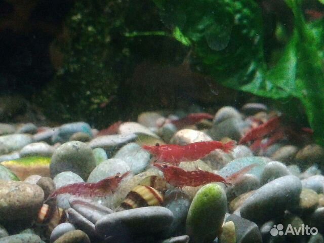 Креветки «черри»