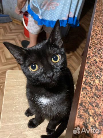 Абиссинский котенок 6 месяцев