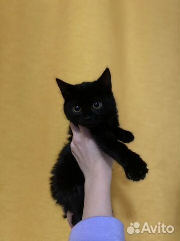 Черные котята в хорошие руки