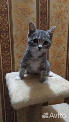 Кошки породистые бесплатно