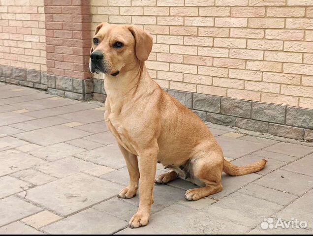 Лабрадор ритривер вязка